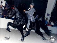 Racking Horse Breeders Association